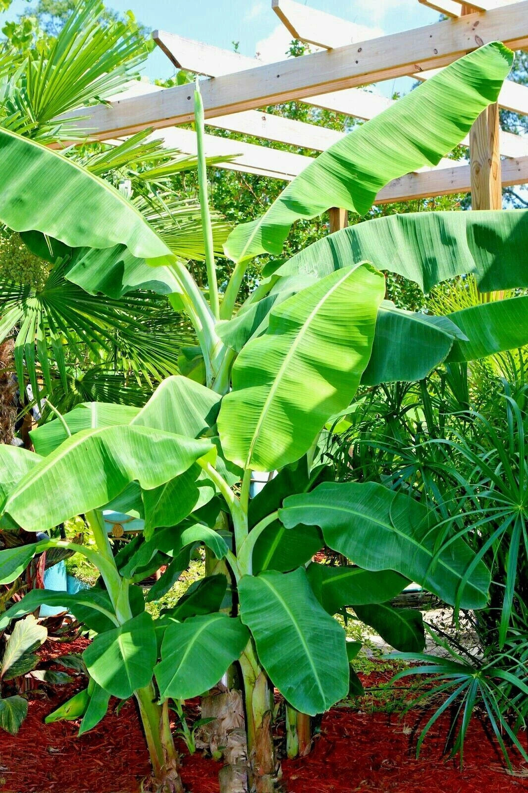 10 Dwarf Cavendish Banana Tree Seeds – Musa acuminata, Tropical Fruit ...