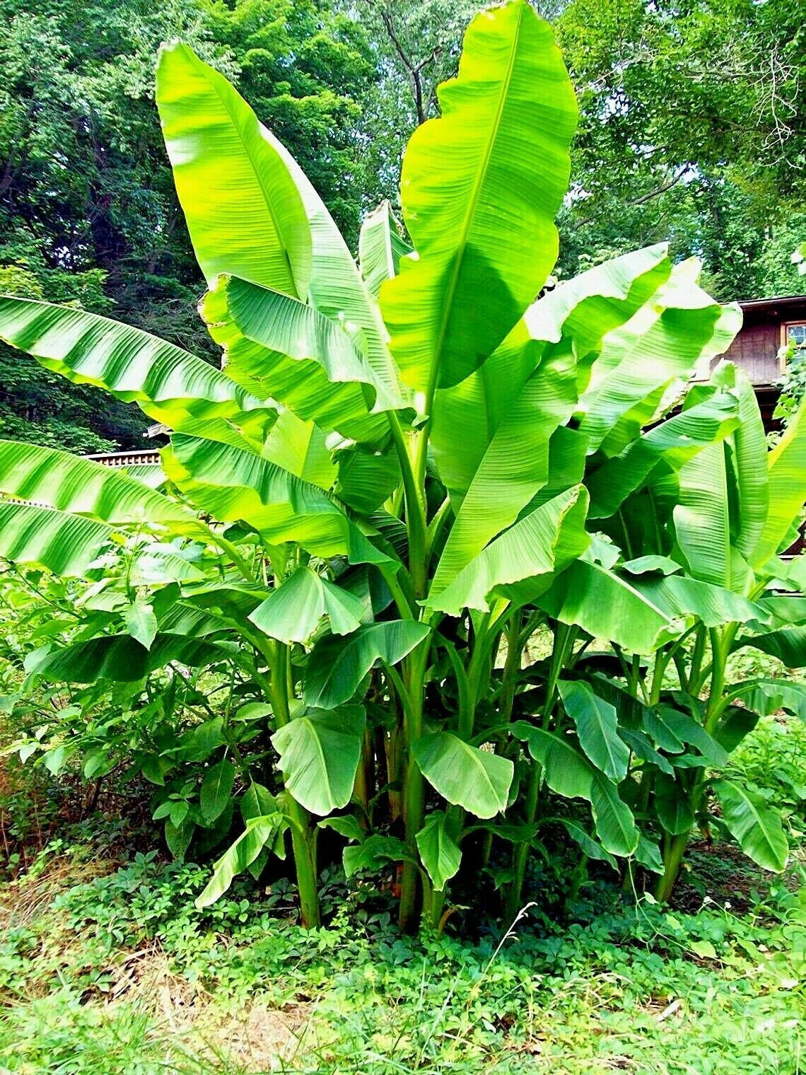 10 Dwarf Cavendish Banana Tree Seeds – Musa acuminata, Tropical Fruit ...