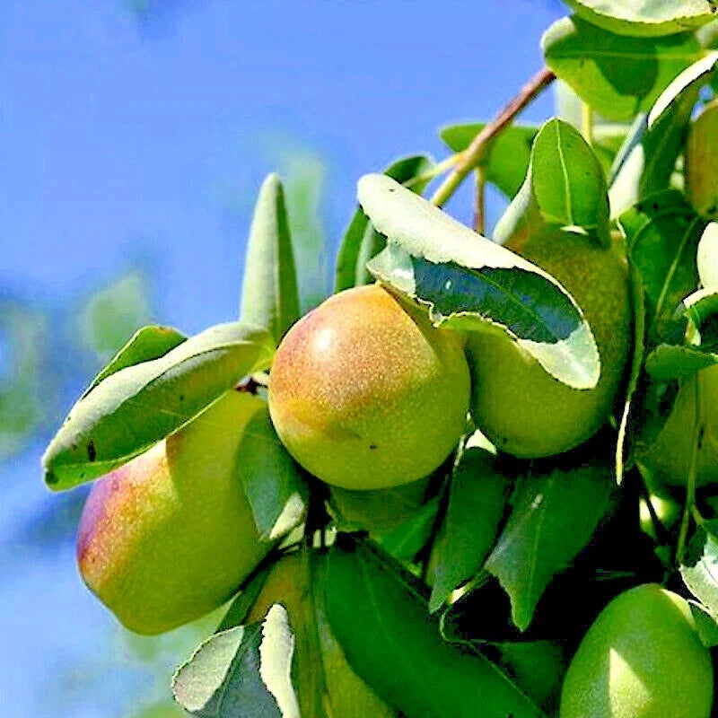 Jojoba Tree Seeds - Simmondsia chinensis Medicinal Oil Plant Goat Nut ...