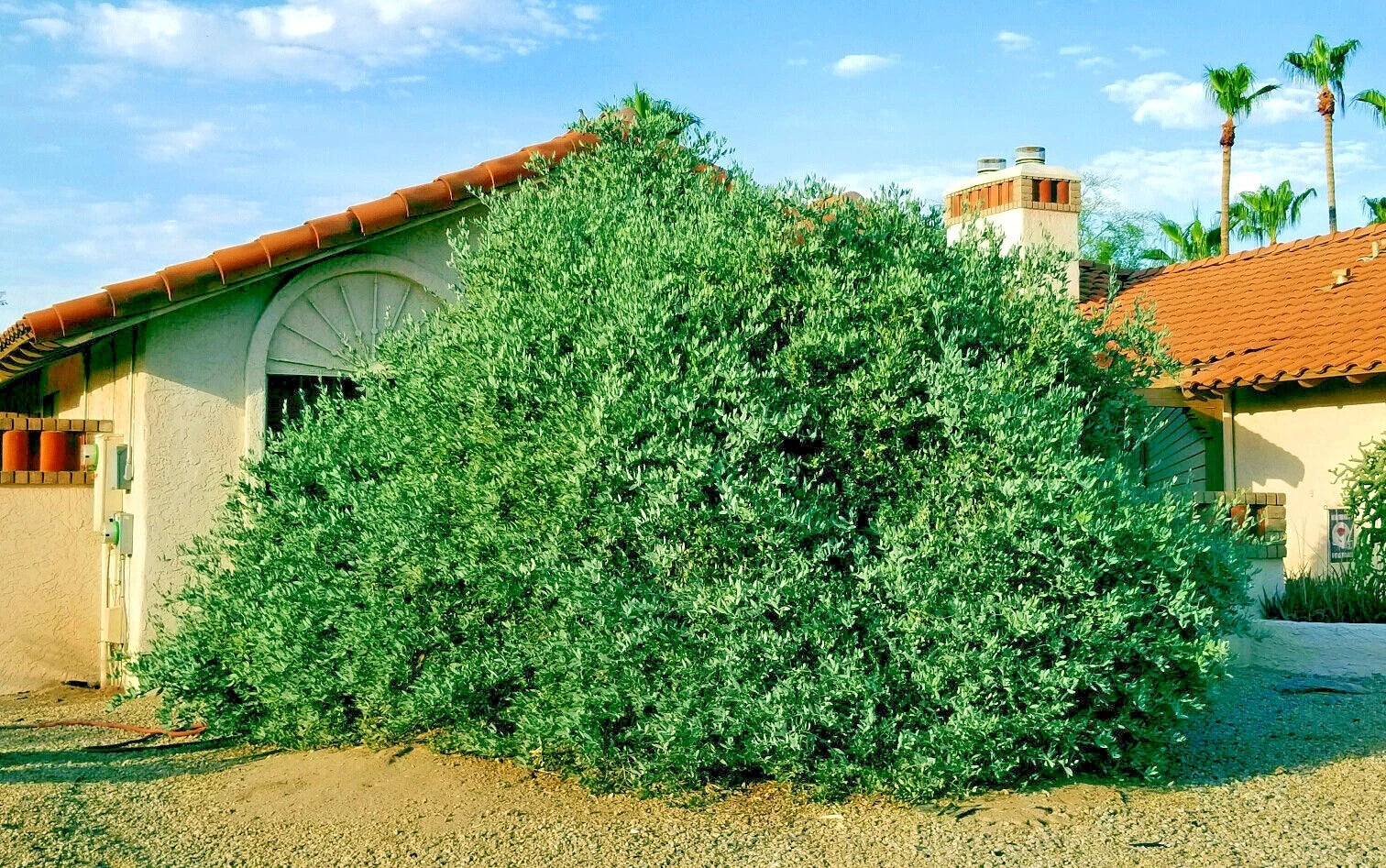Jojoba Tree Seeds - Simmondsia chinensis Medicinal Oil Plant Goat Nut ...