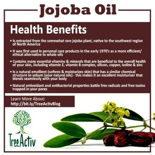 Jojoba Tree Seeds - Simmondsia chinensis Medicinal Oil Plant Goat Nut ...