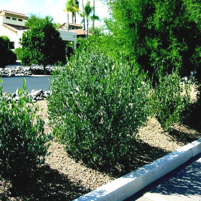 Jojoba Tree Seeds - Simmondsia chinensis Medicinal Oil Plant Goat Nut ...