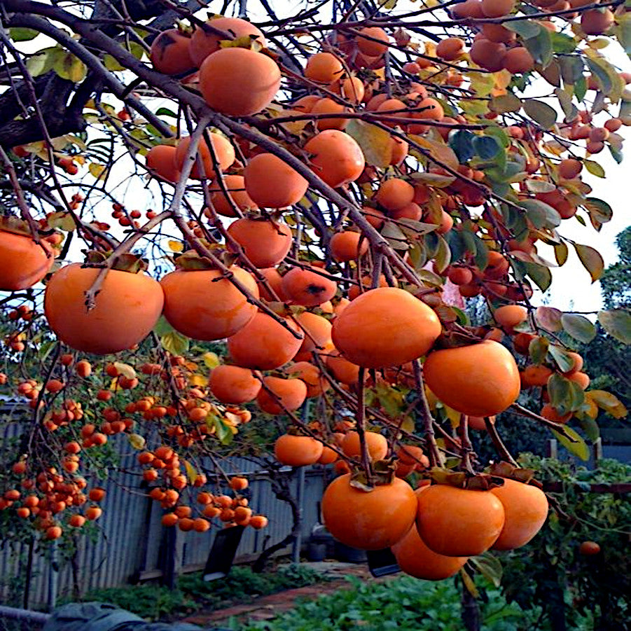 American Persimmon Tree Seeds - Diospyros virginiana Zones 4-9 – Seed ...
