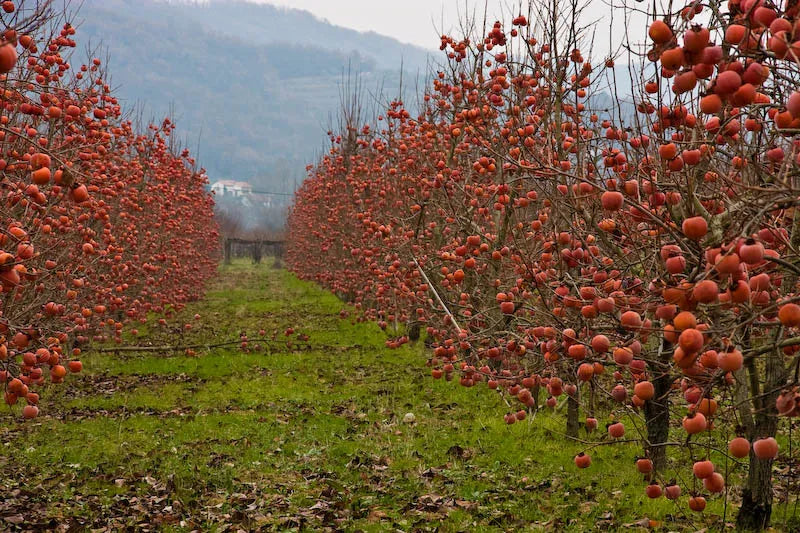 American Persimmon Tree Seeds - Diospyros virginiana Zones 4-9 – Seed ...